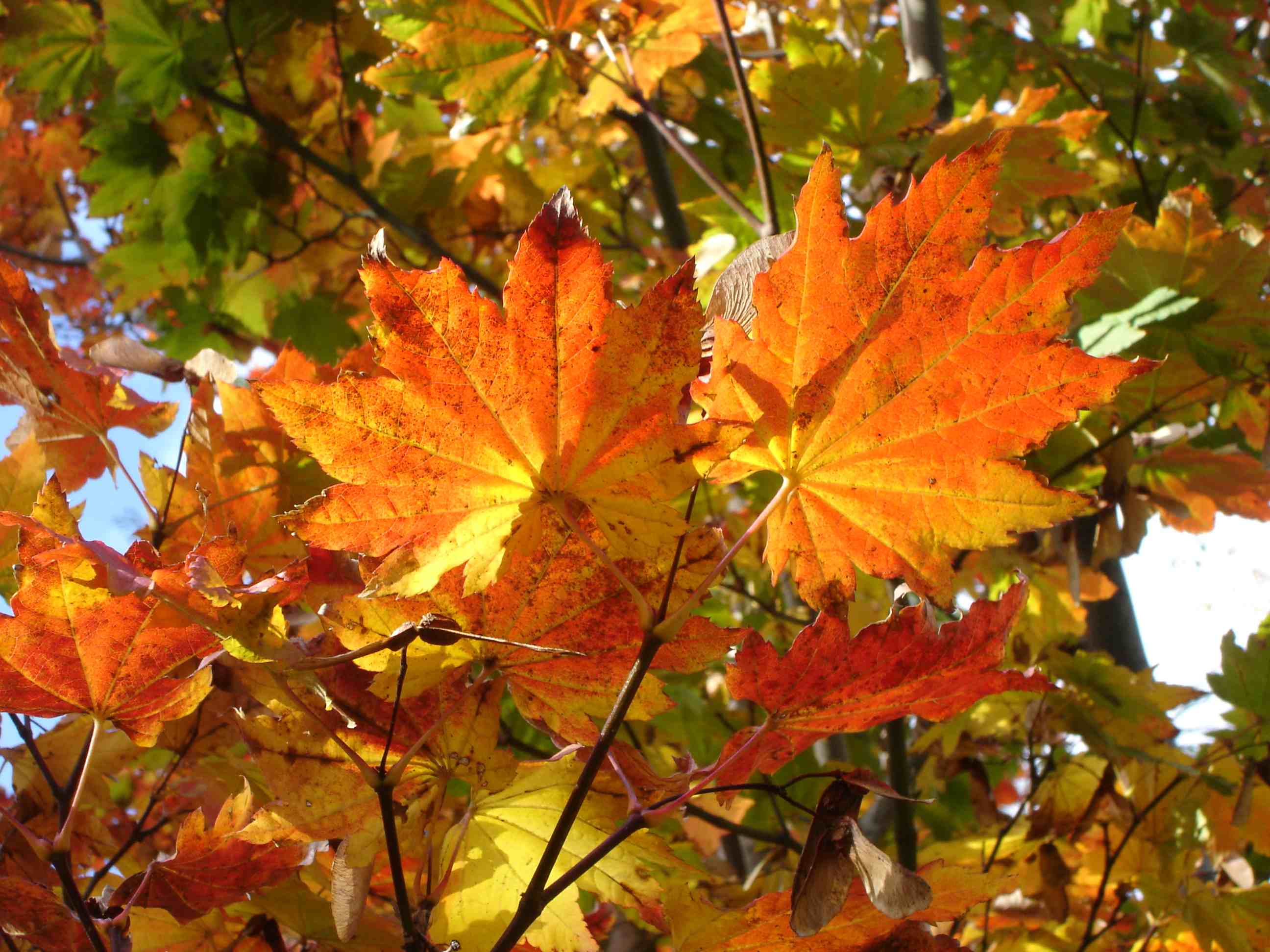 Canadian Maple Tree Canadian Maple Tree